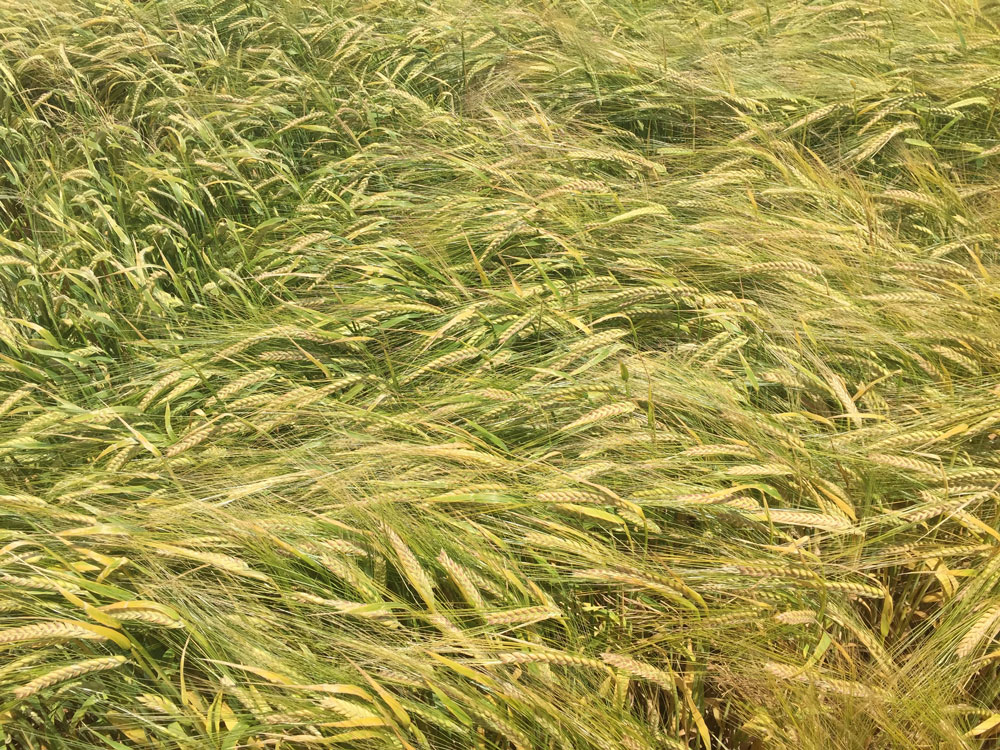 Semilla ecológica Cebada RGT Planet - Cereales Angora